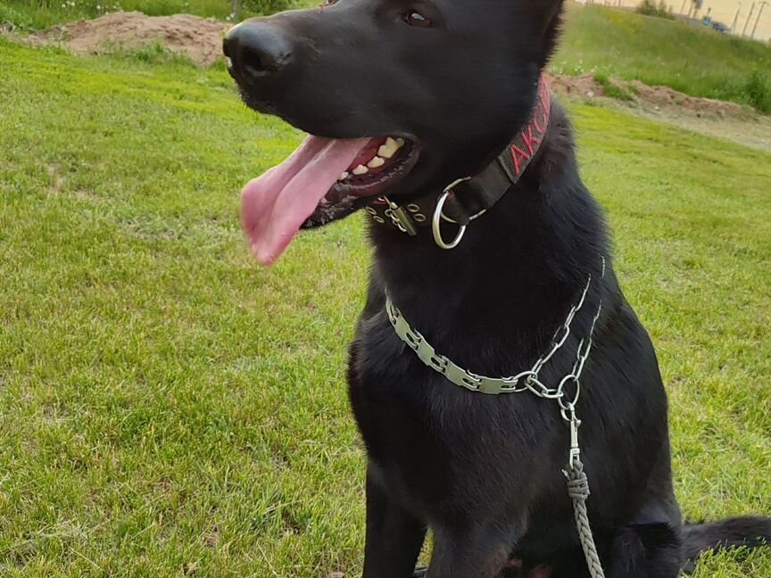 Восточноевропейская овчарка