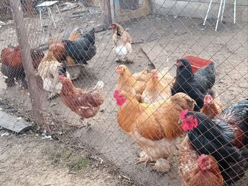 Куры несушки брама