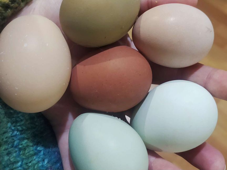 Инкубационное яйцо