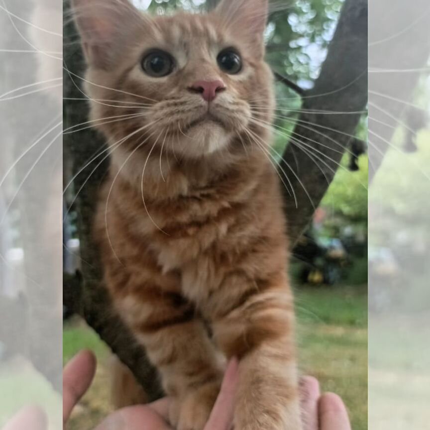 Кошечки мейнкуны