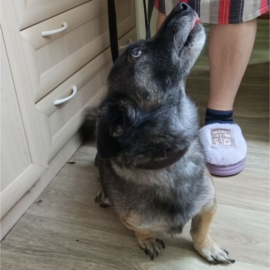 Взрослый пёс в добрые руки