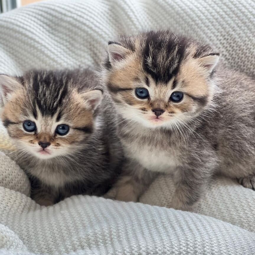 Шотландский вислоухий короткошёрстный котёнок