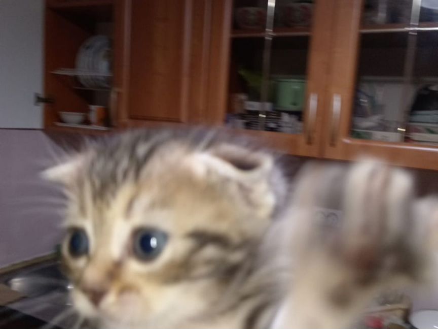 Котята в добрые руки мама Шотландская вислоухая