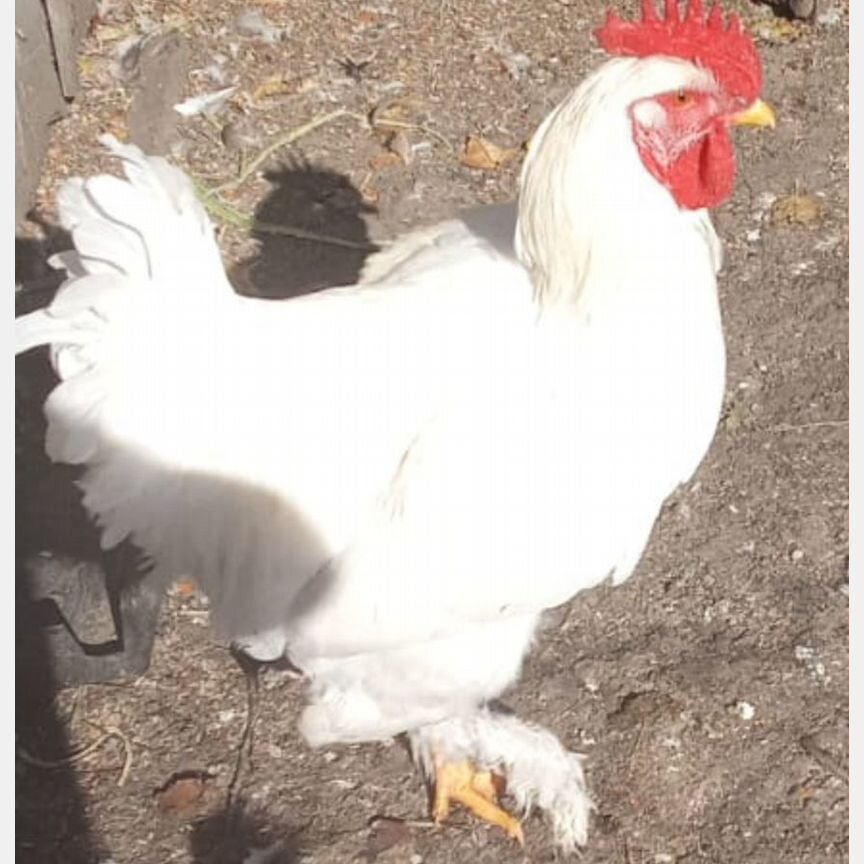 Петухи пордные