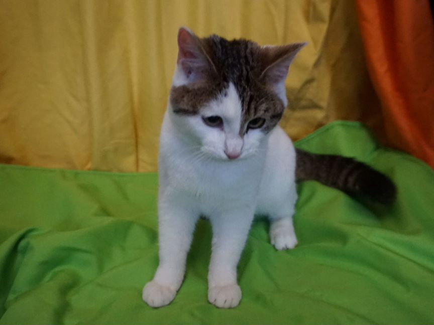 Котенок подросток Федор ему очень нужен дом