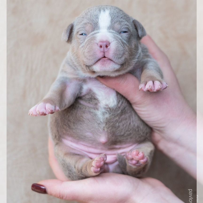 Американский булли шикарные щенки