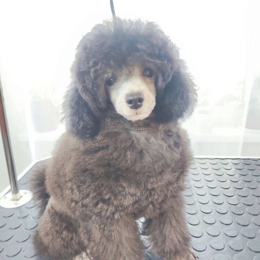 Той пудель микро