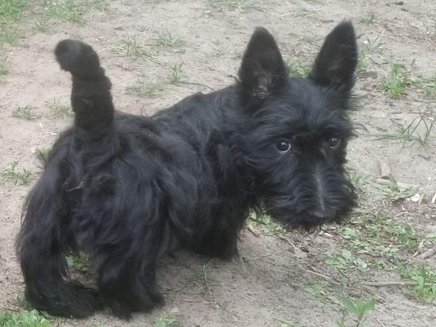 Щенки скотч терьера