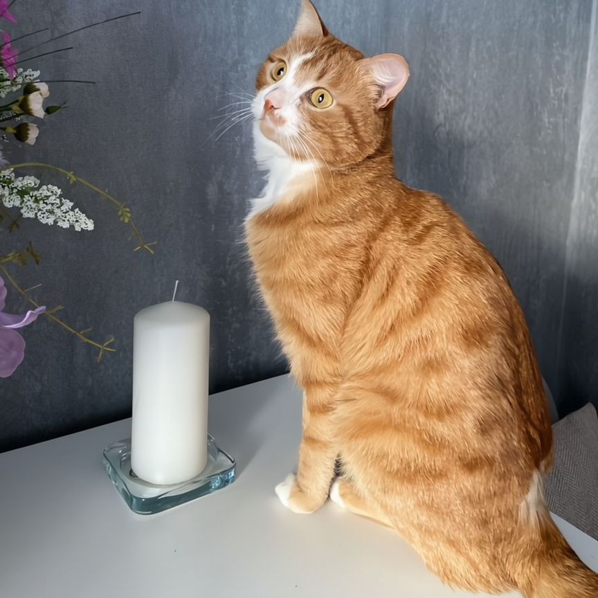 Взрослый кот в добрые руки