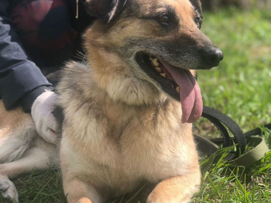 Собака ищет дом