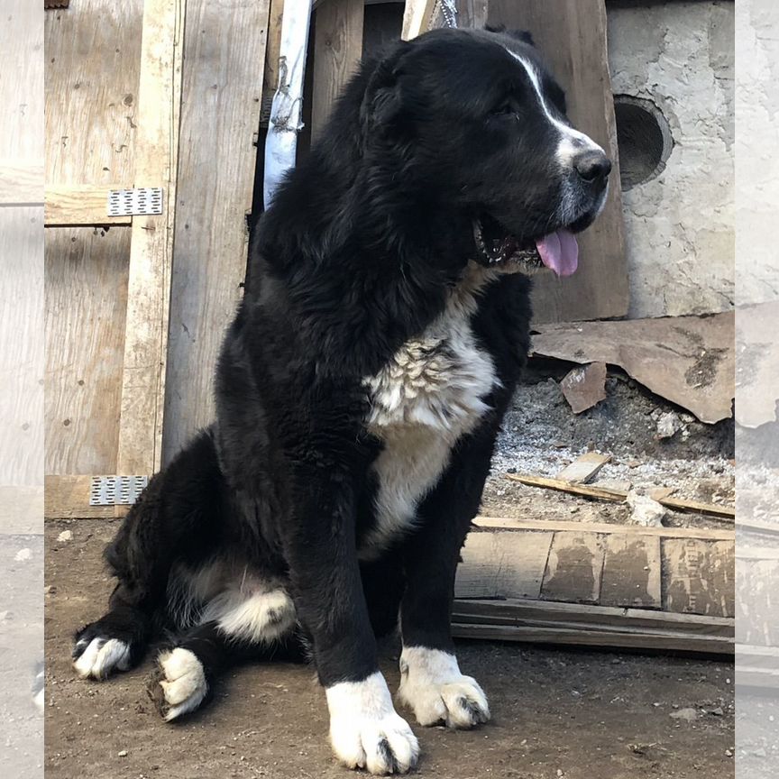 Среднеазиатская овчарка, взрослый пёс