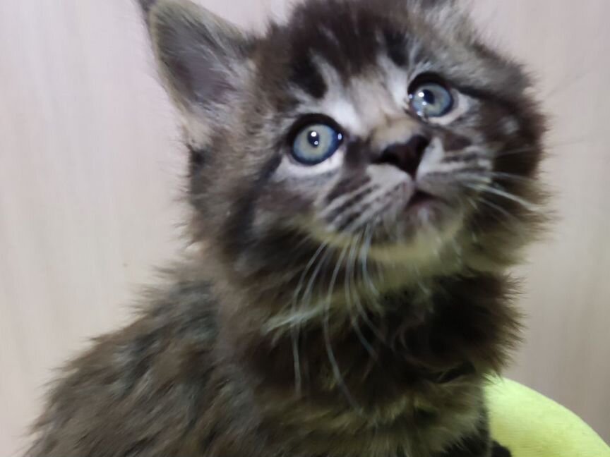 Котята Мейн-кун полидакт и стандарт