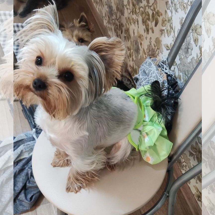 Йоркширский терьер, щенок