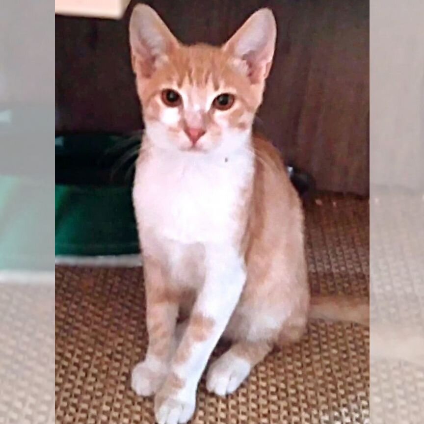 Рыжий котенок мальчик в добрые руки
