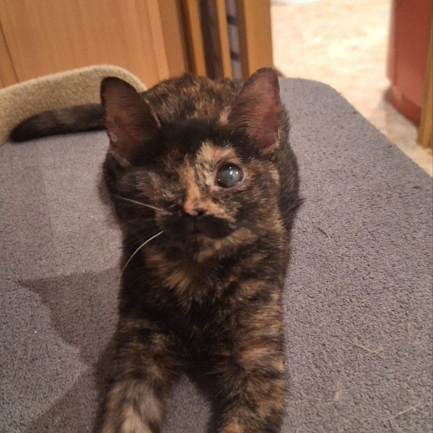 Котята в добрые руки бесплатно