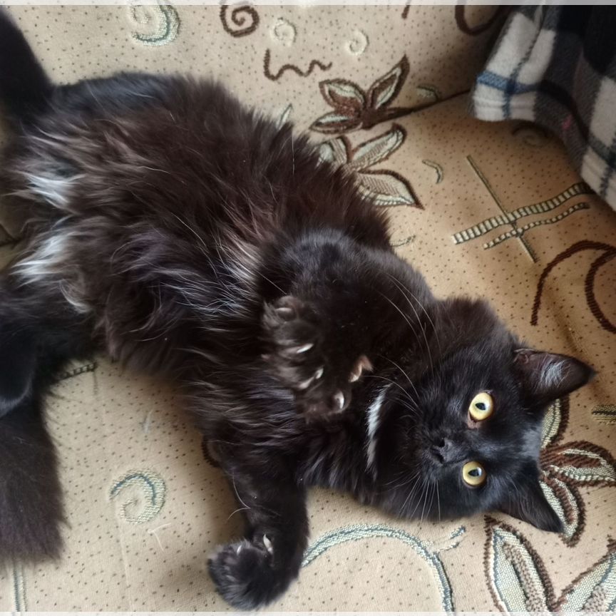 Взрослый кот в добрые руки