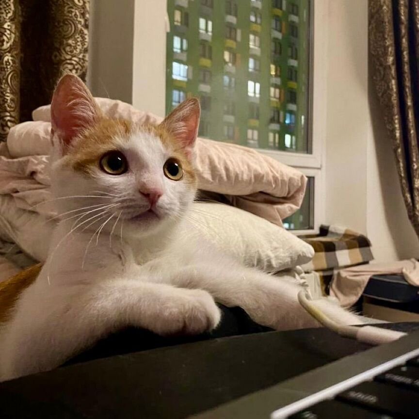 Котенок мальчик ищет дом