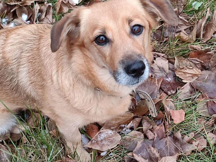 Собака Булка ищет дом