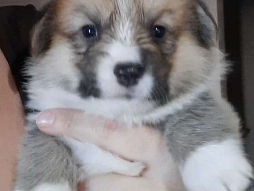 Вельш-корги пемброк