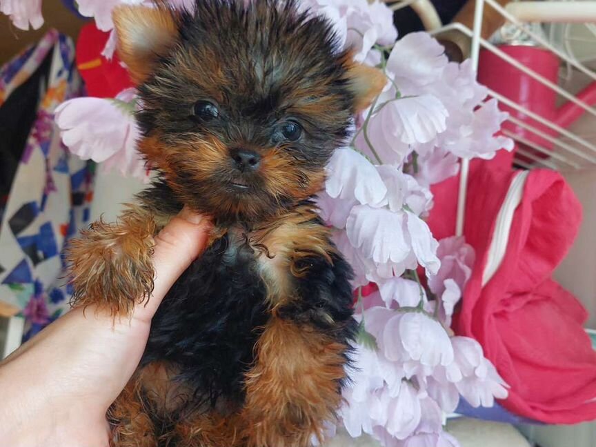 Супер микро мальчик РКФ