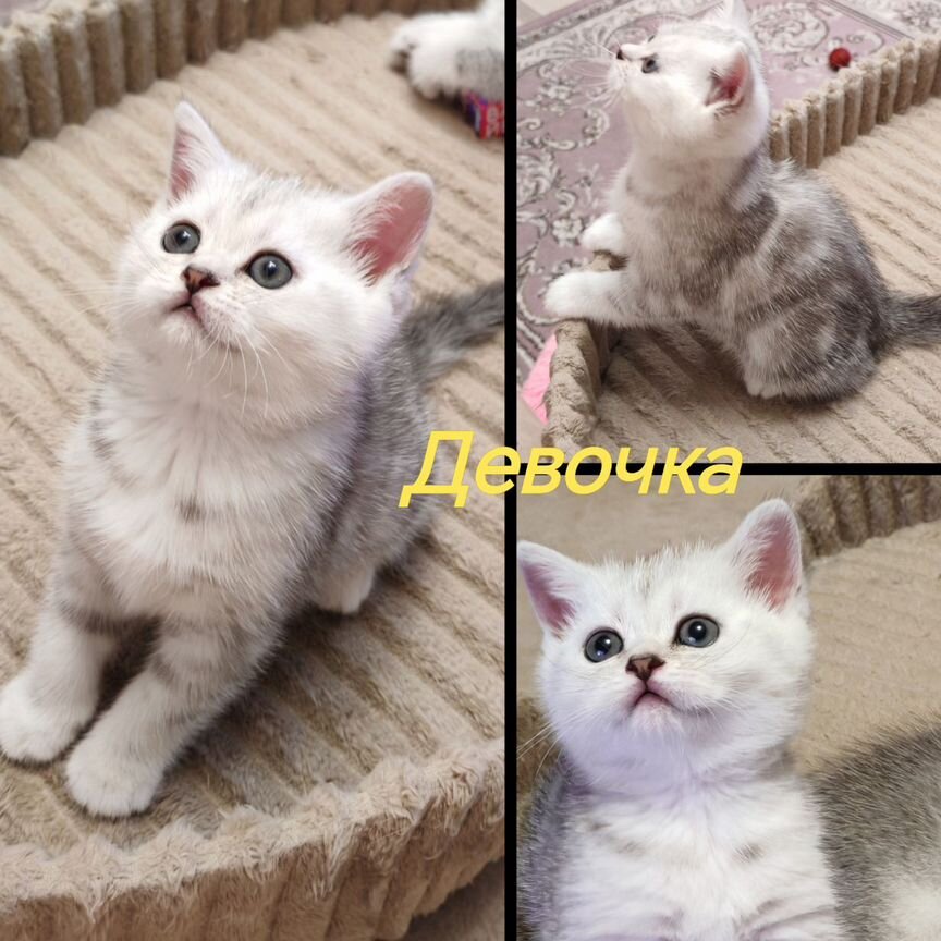 Шотландский прямоухий короткошёрстный котёнок