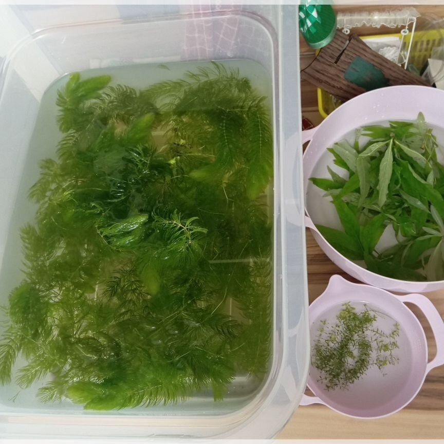 Отдам растения для аквариума