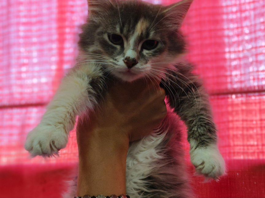 Малышка 2,5 мес