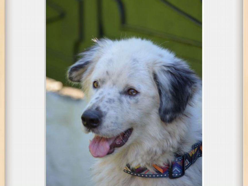 Метис постушка в добрые руки