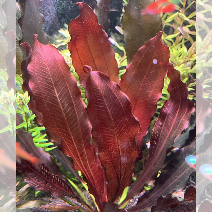 Эхинодорус Афлейм (пылающее пламя)