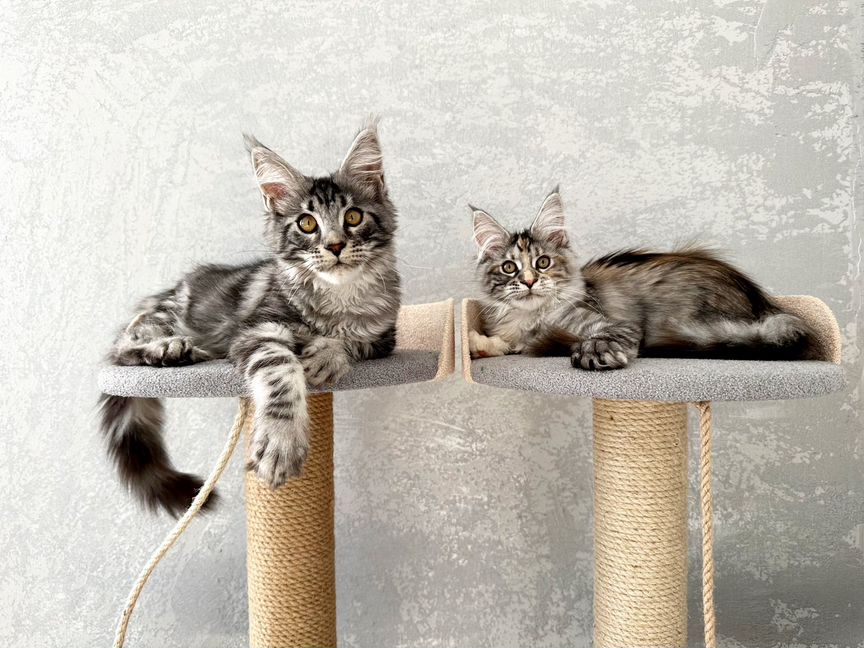 Котята мейн-кун