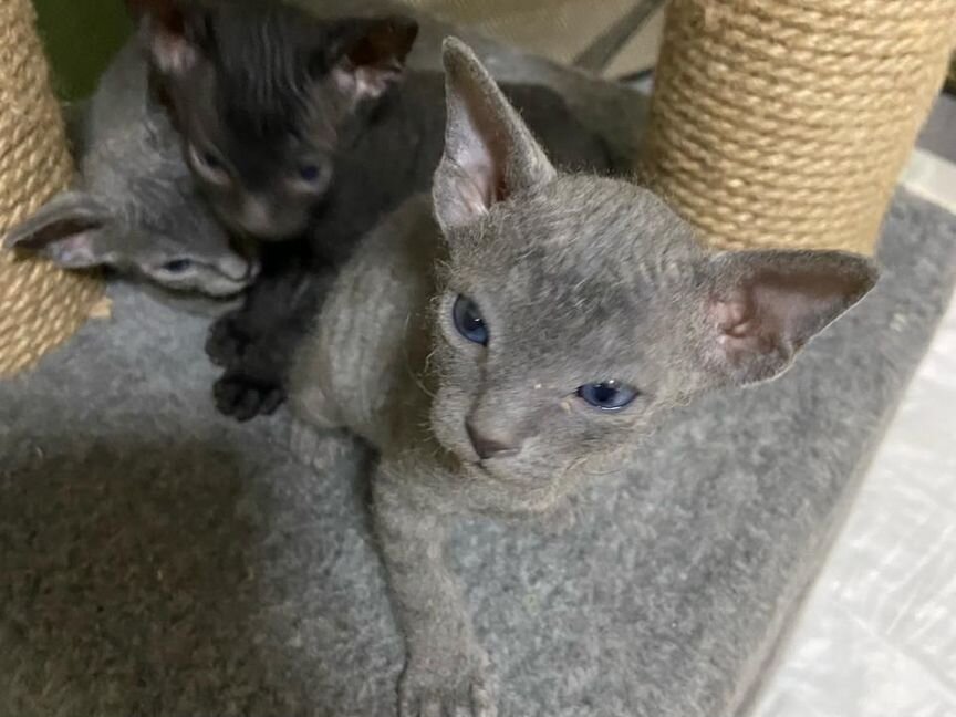 Котята сфинкс канадский