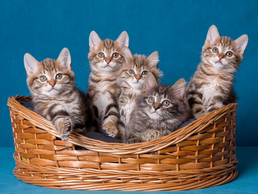Котята курильский бобтейл