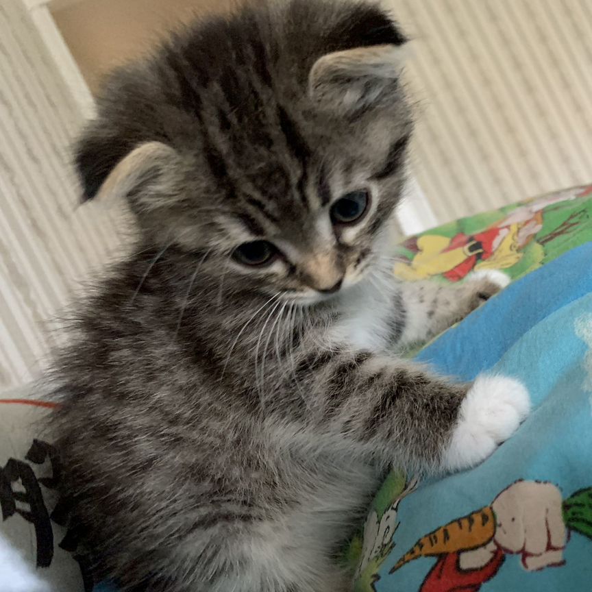 Котёнок в добрые руки