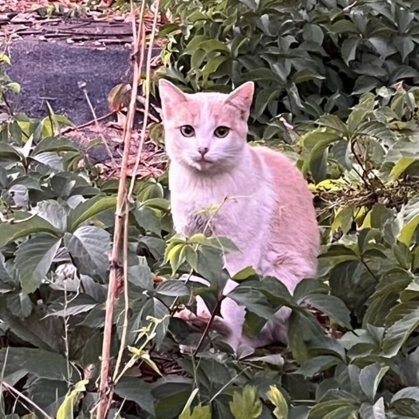 Кошечка котёнок бесплатно в добрые руки