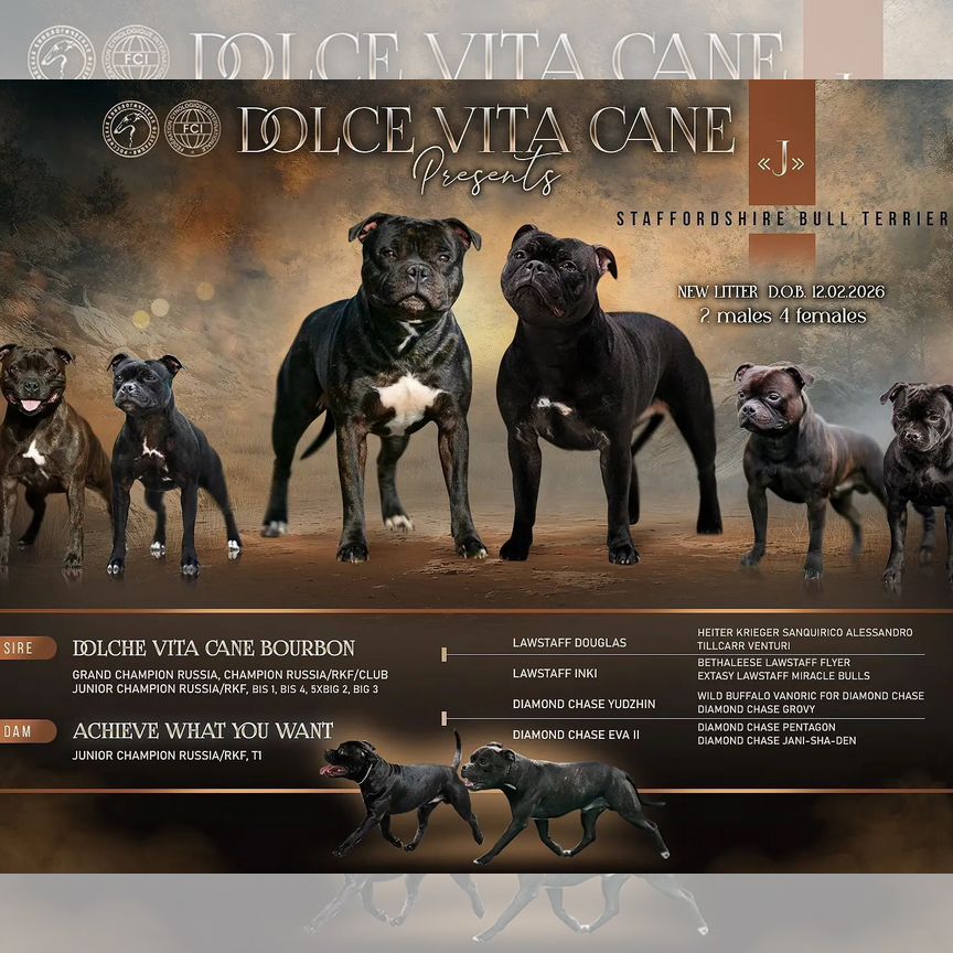 Стаффордширский бультерьер, щенок