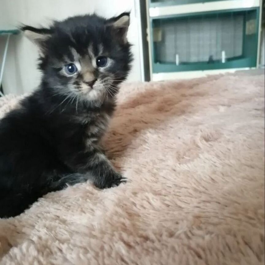 Котенок мэйнкун