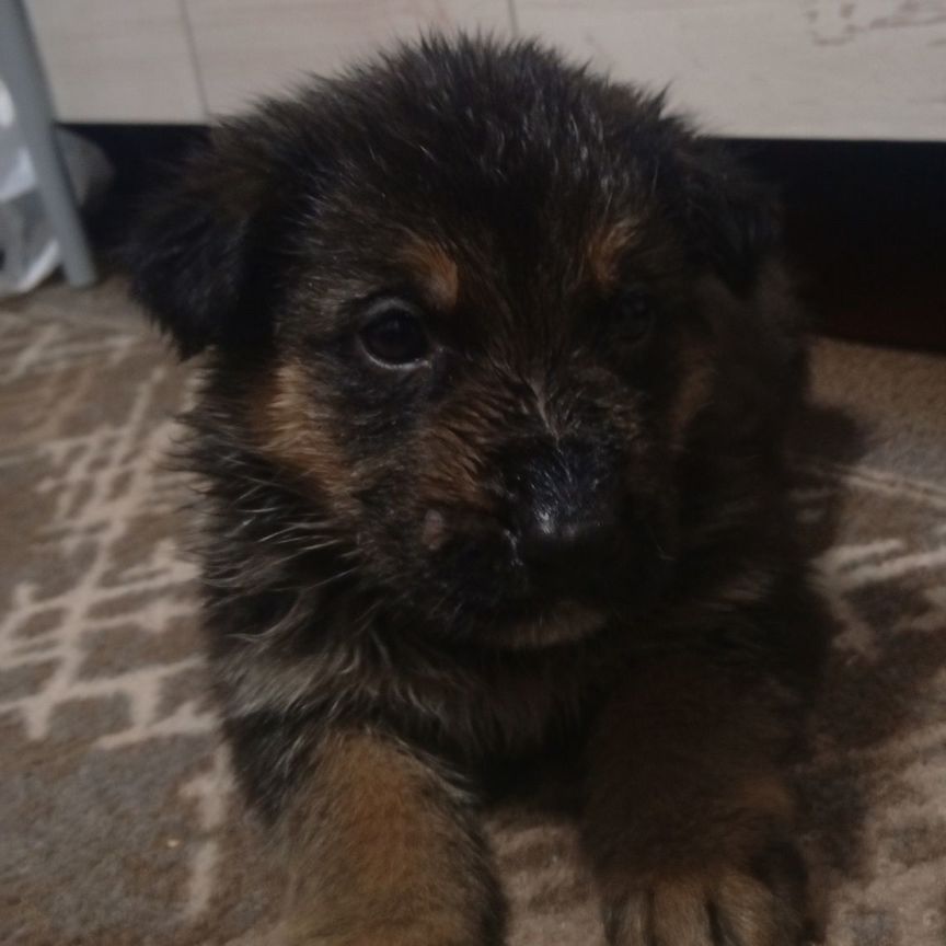 Немецкая овчарка, щенок