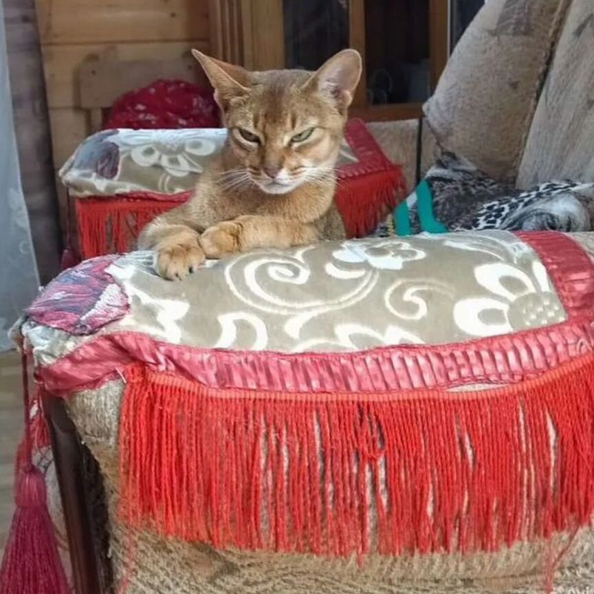 Абиссинские котята