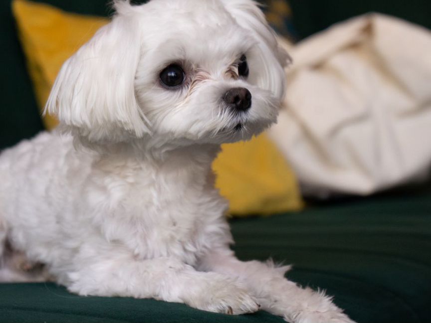 Мальтийская болонка мини мальчик вязка