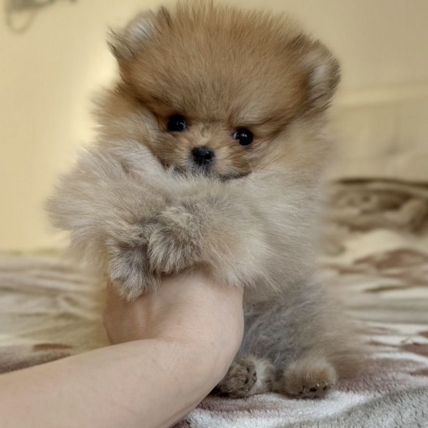 Померанский шпиц, щенок