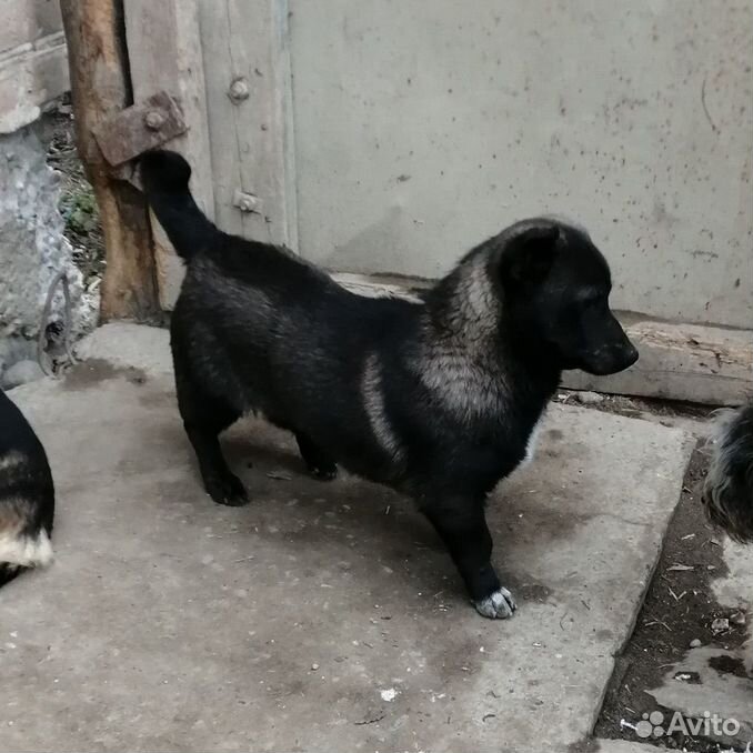 Коротколапый пес в добрые руки бесплатно