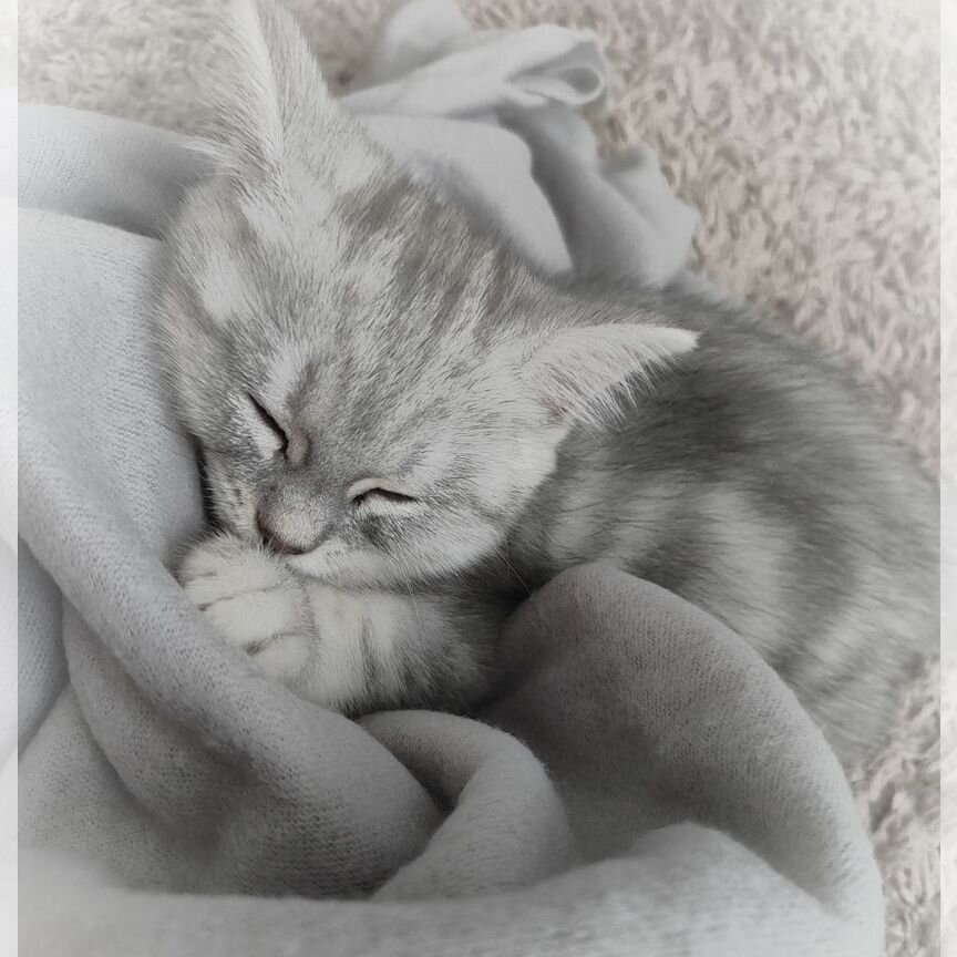 Британский котенок