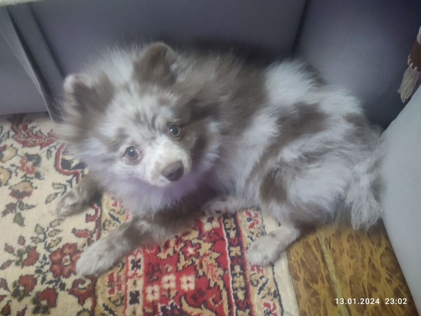 Немецкий шпиц