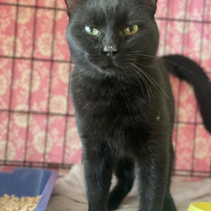 Котик найденыш. Чей