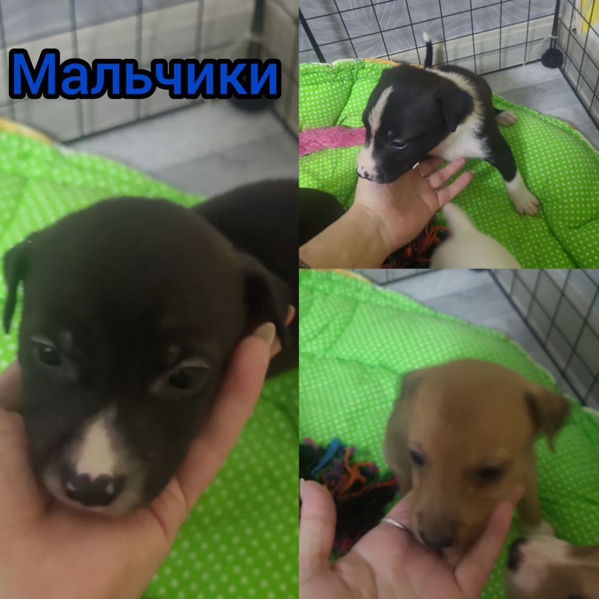 Щенки стаффорда