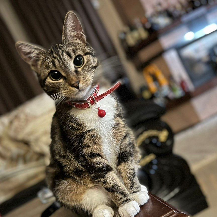 Кошечка ищет дом