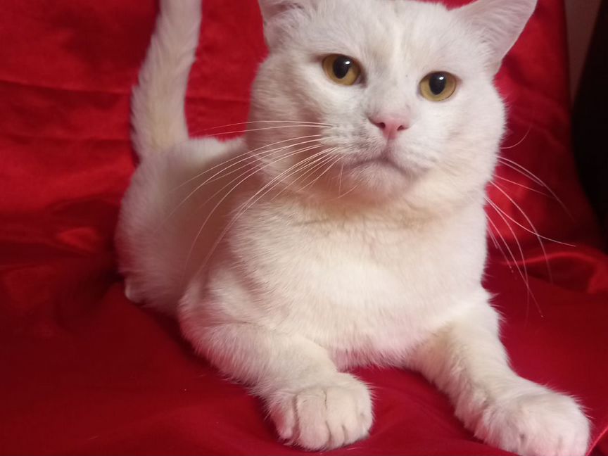 Кот Вася