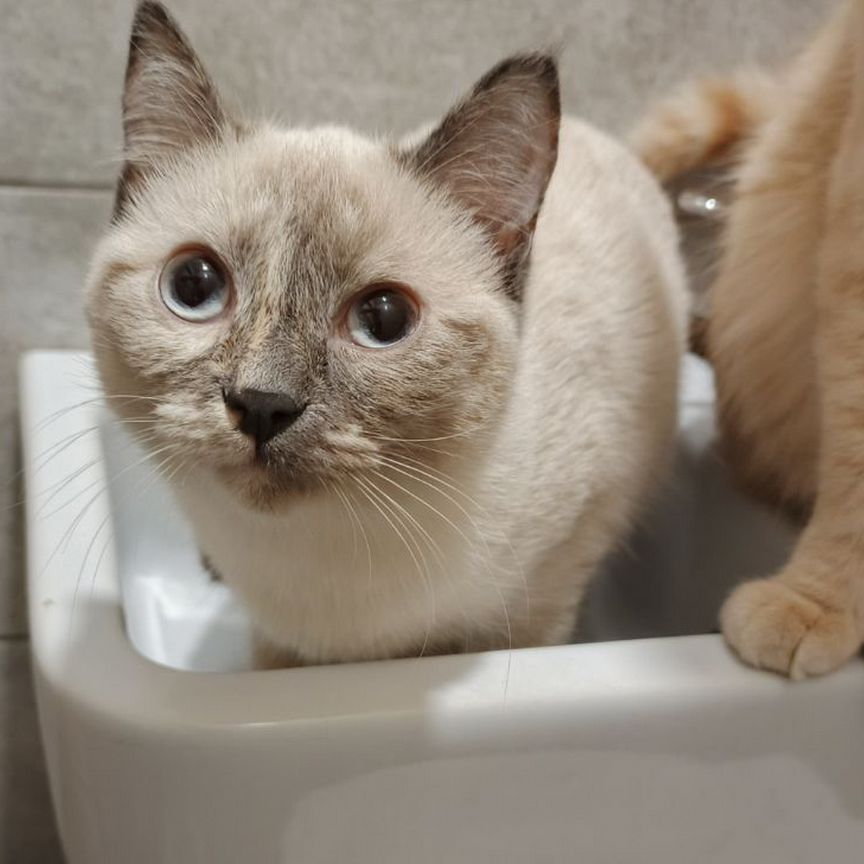 Сиамский котёнок