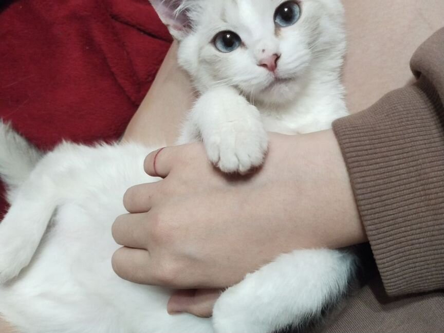 Отдам двух кошечек в добрые руки