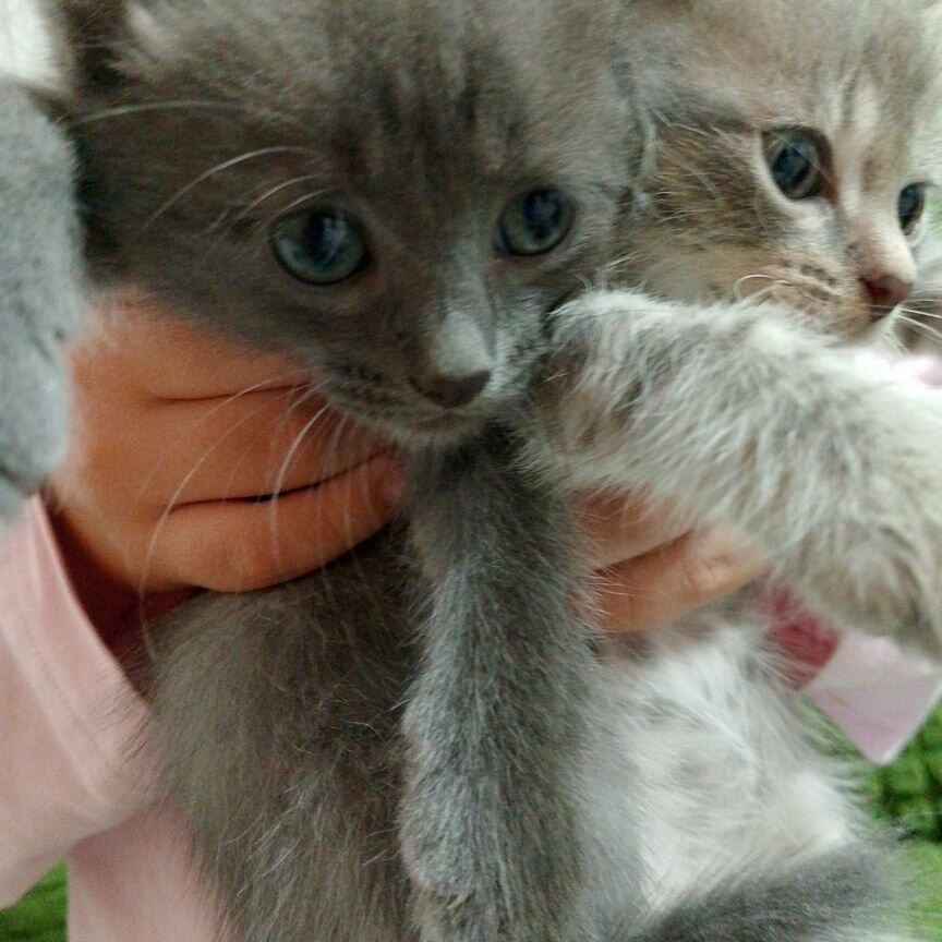 Котятки маленькие тигрятки